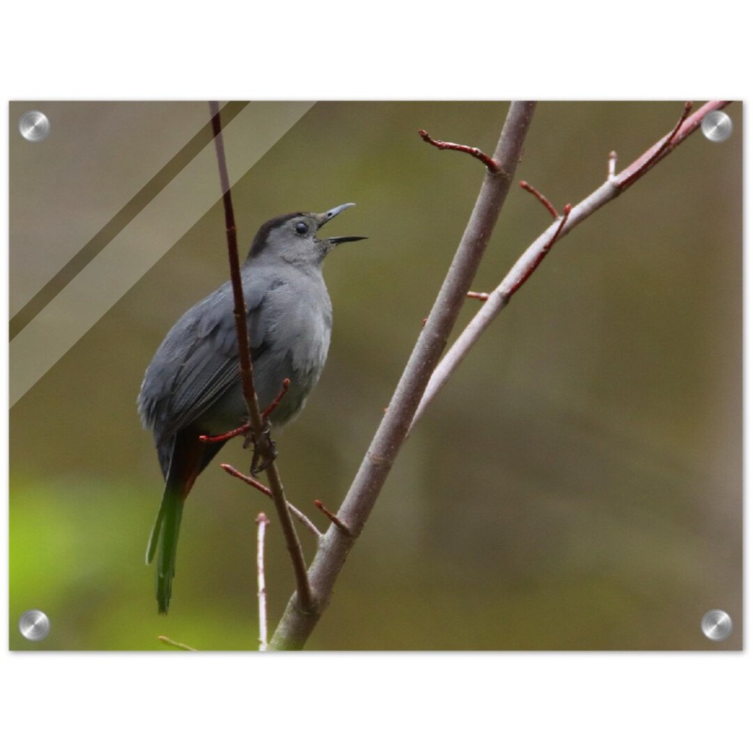 Gray Catbird | Nature Wall Art, Nature Print - Etsy