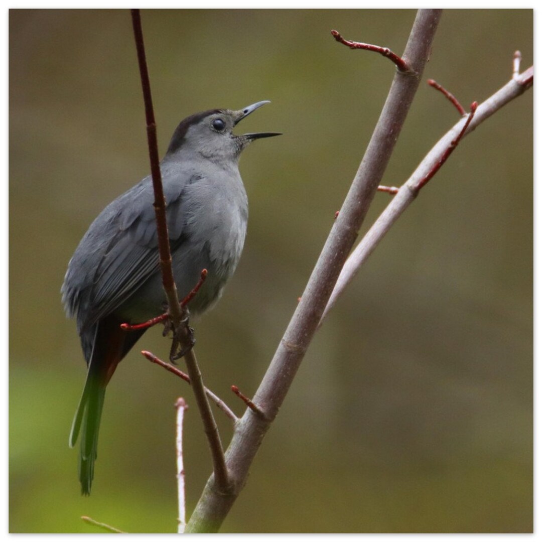 Gray Catbird | Nature Wall Art, Nature Print - Premium Matte Paper ...