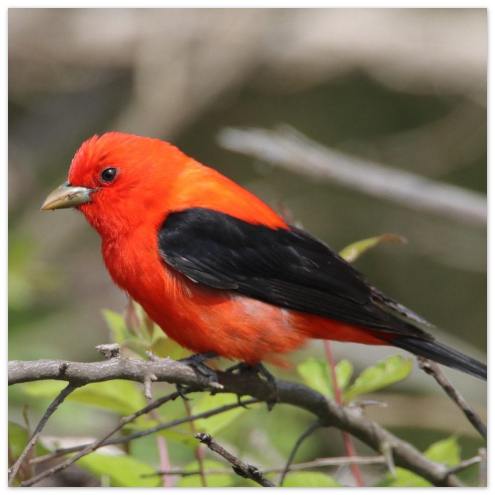 Scarlet Tanager | Nature Wall Art, Nature Print - Premium Matte Paper ...