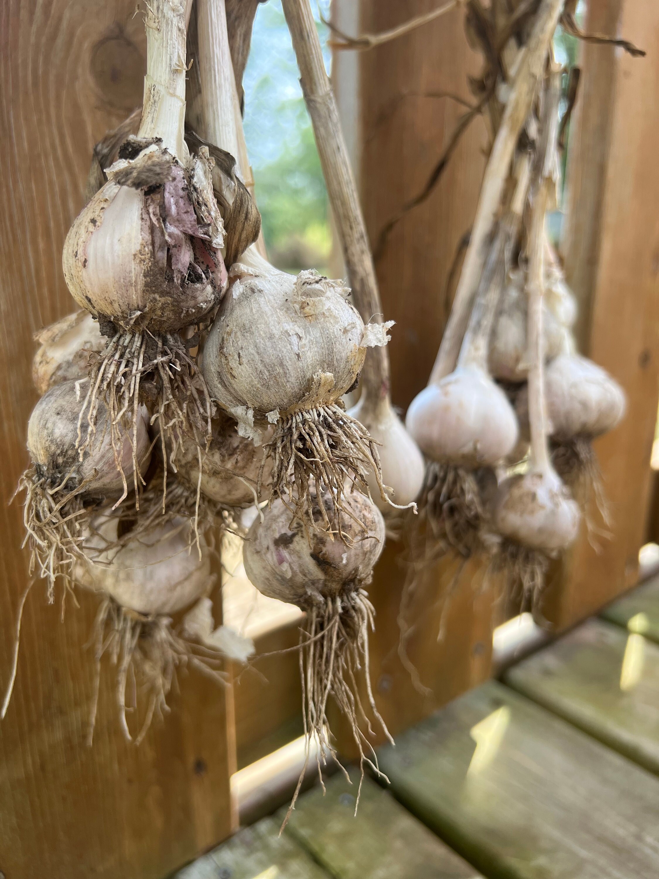 Ear Aches Infections Garlic Mullein St Johns Wort Etsy