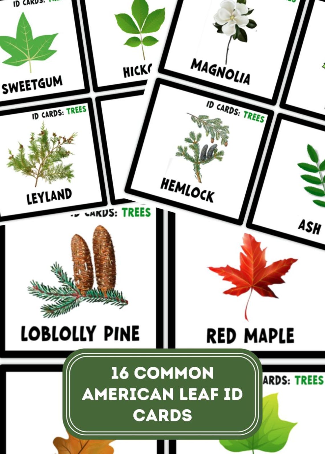 Kids Outdoor ID Guide Bundle - North American Trees, Leaves, Birds, and ...
