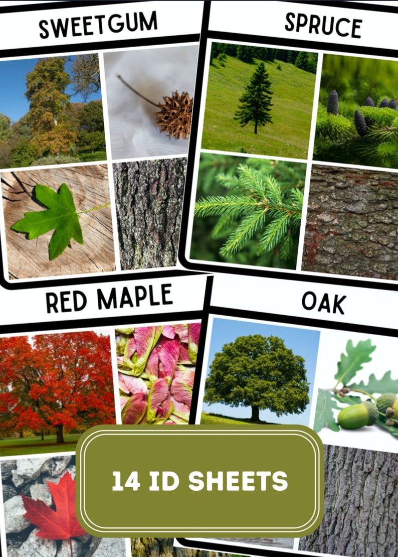 North American Tree ID Guide - Digital Download, 14 Printable ID Sheets ...