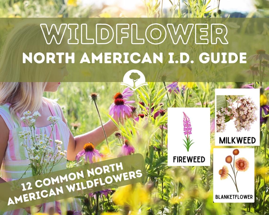North American Wildflower ID Guide - Digital Download / Printable - Etsy