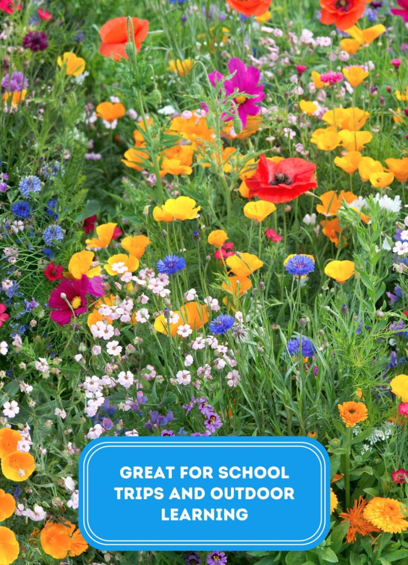 North American Wildflower ID Guide - Digital Download / Printable - Etsy