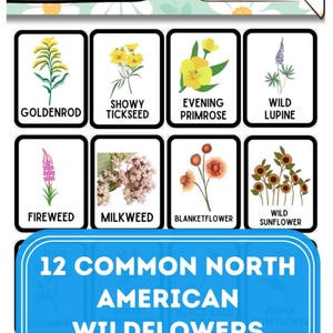 North American Wildflower ID Guide - Digital Download / Printable - Etsy