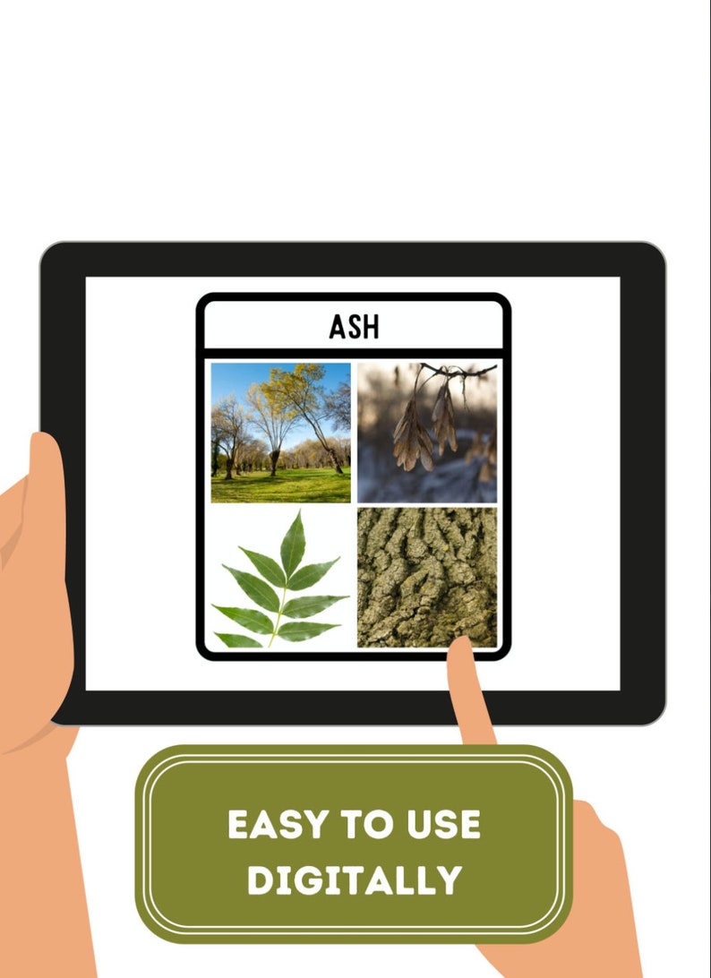North American Tree ID Guide - Digital Download, 14 Printable ID Sheets ...
