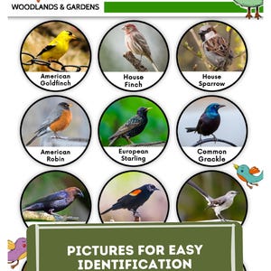 North American Bird ID Guide Digital Download / Printable for Kids - Etsy