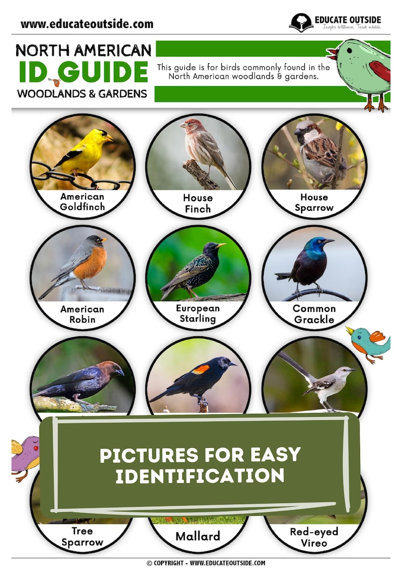 North American Bird ID Guide - Digital Download / Printable for Kids - Etsy