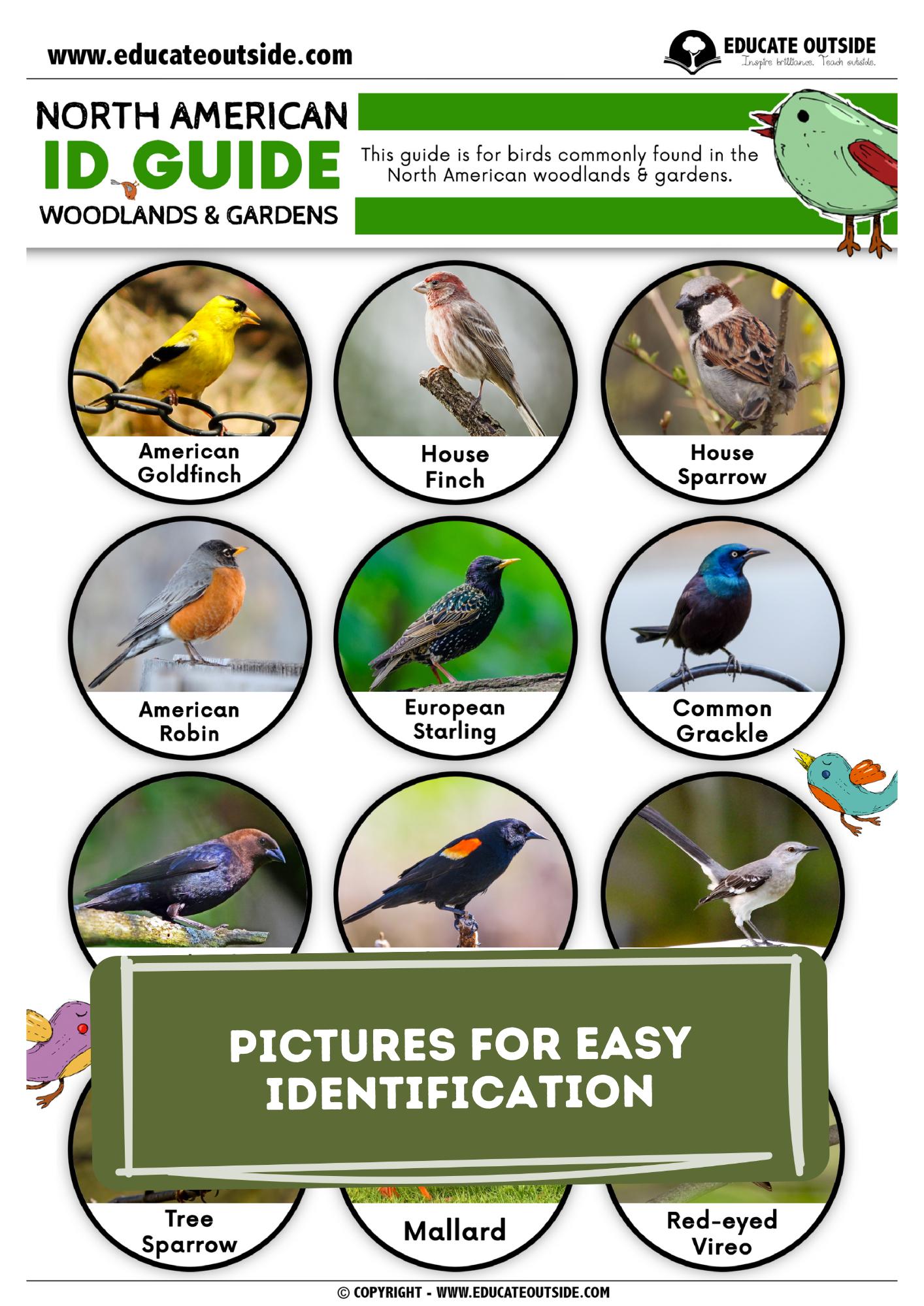 North American Bird ID Guide Digital Download / Printable for Kids - Etsy