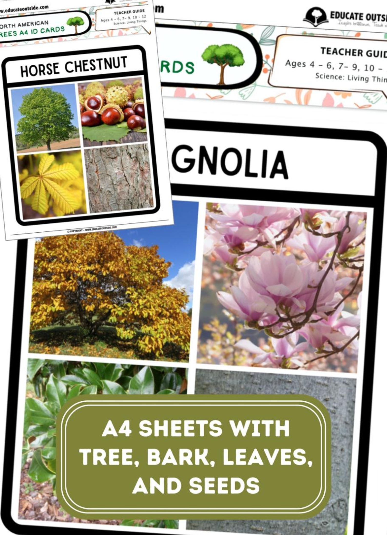 Kids Outdoor ID Guide Bundle - North American Trees, Leaves, Birds, and ...