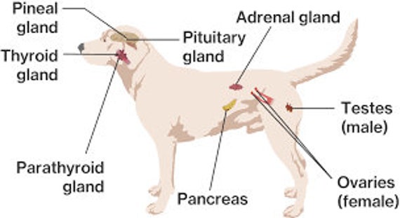 What Is Endocrine In Dogs