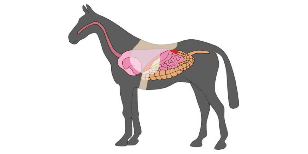 Equine Med and Sx: Conditions of Large Colon - Etsy