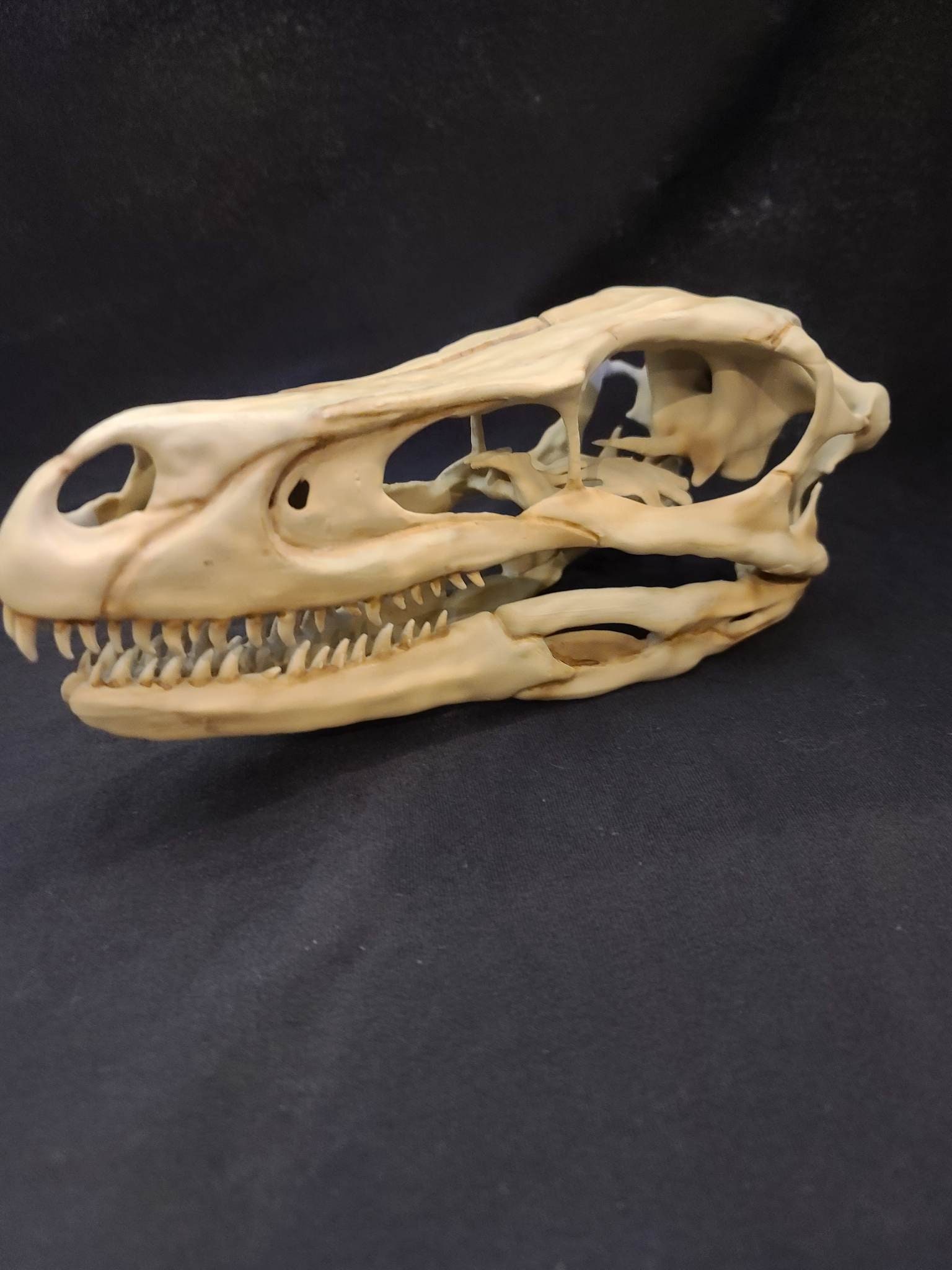 Velociraptor Skull Replica