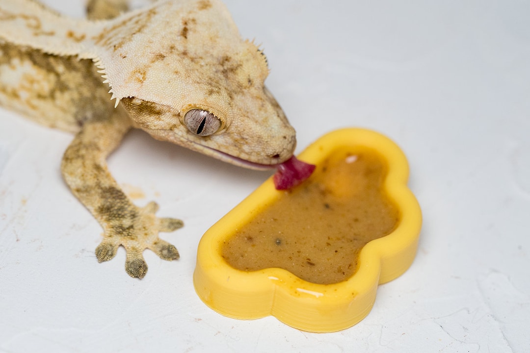 Amari Crested Gecko Cloud Bowls - Etsy