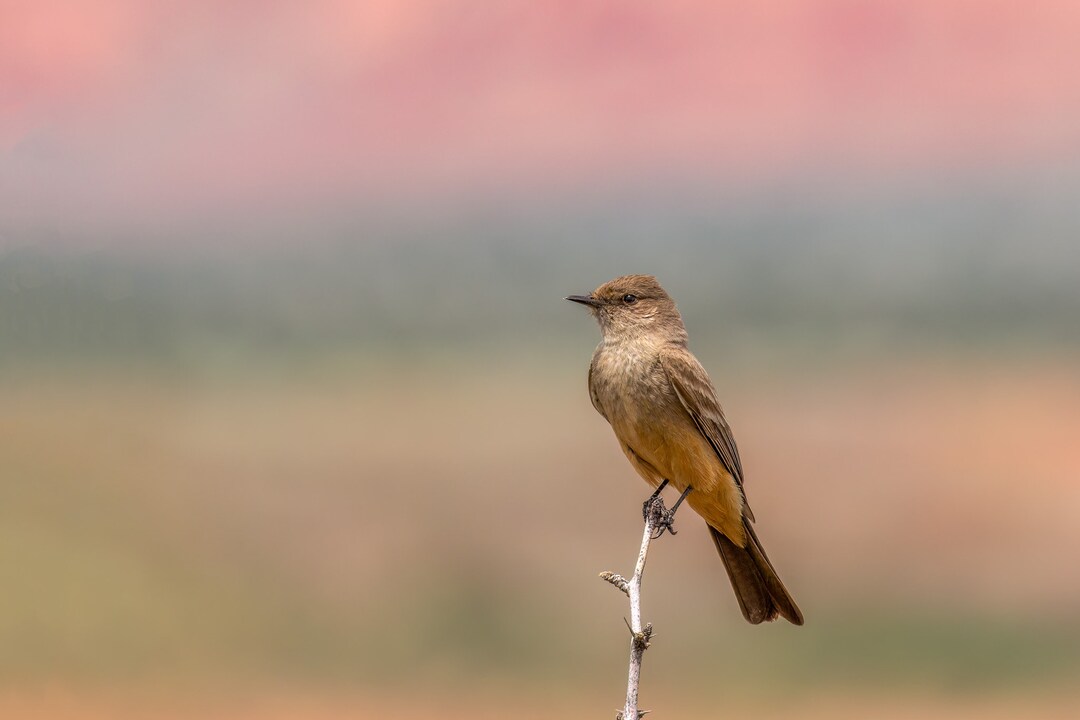 Say's Phoebe at Anasazi Trail / Fine Art Photographic Print - Etsy