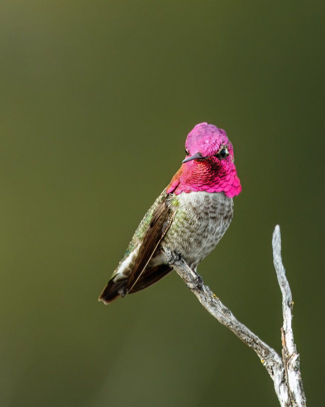 Anna's Hummingbird / Fine Art Photographic Print - Etsy