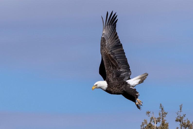 Bald Eagle Taking Flight / Fine Art Photographic Print - Etsy