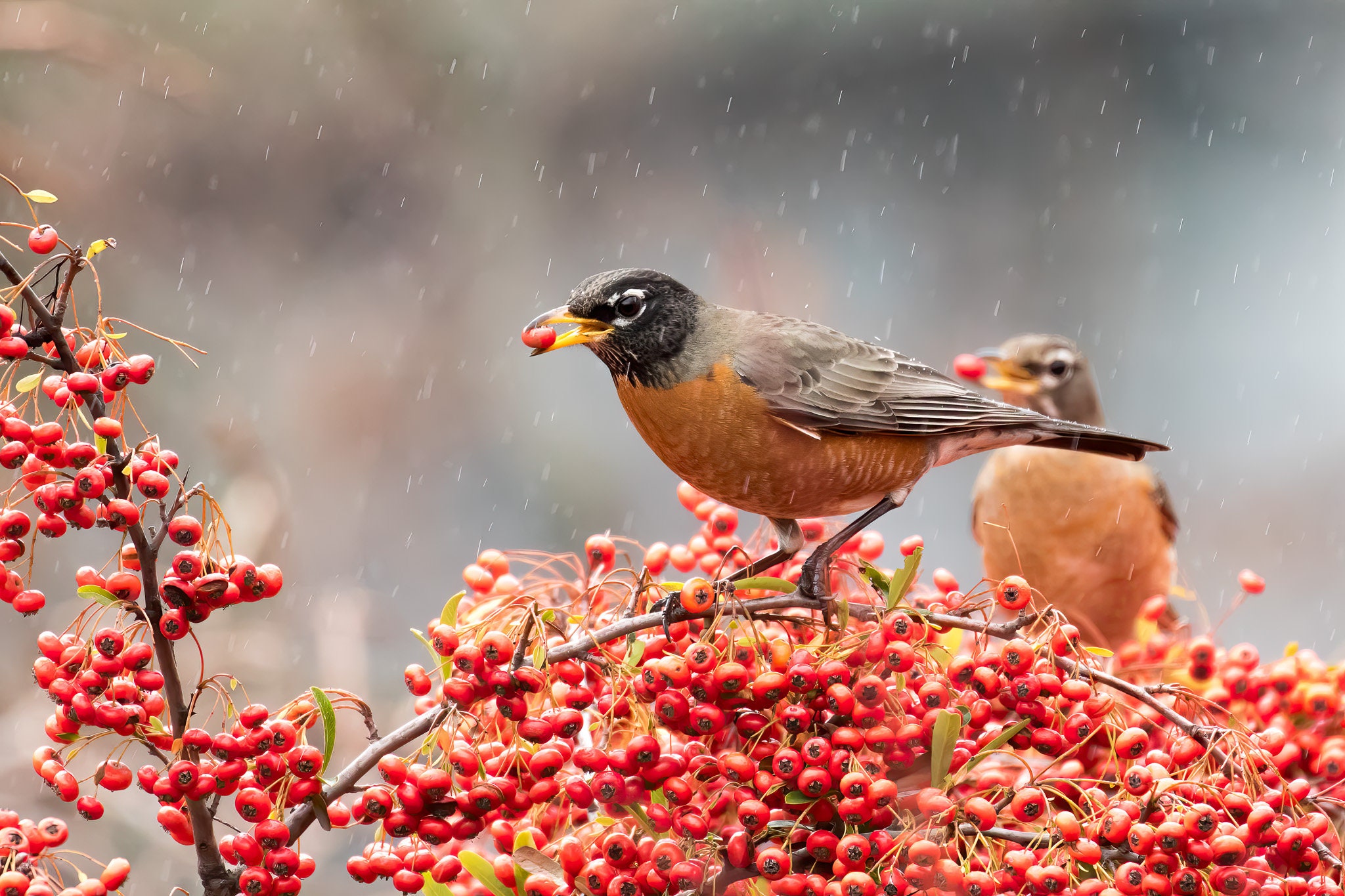 Robin Pair in Rain / Fine Art Photographic Print - Etsy