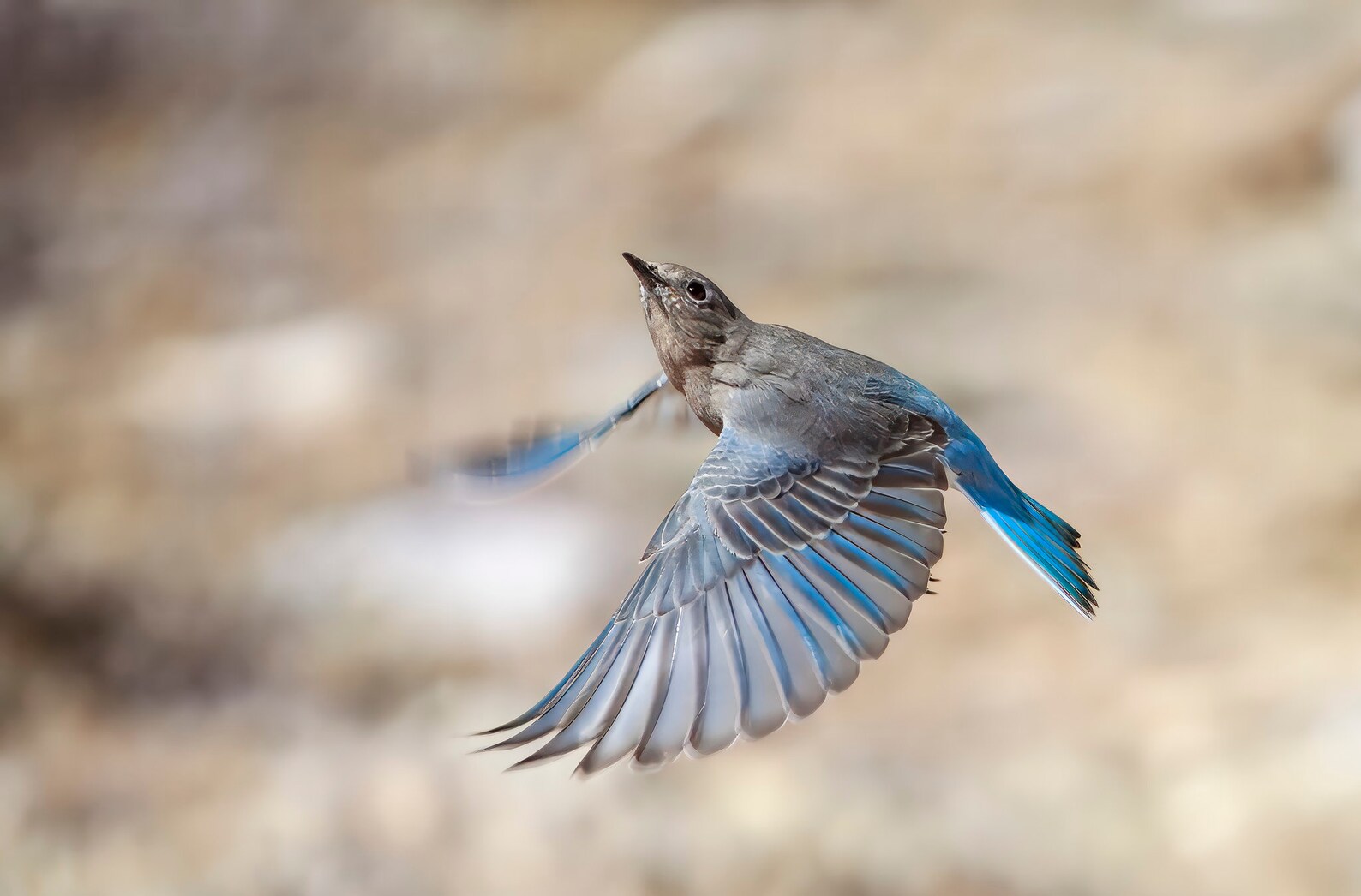 Bluebird in Flight / Fine Art Photographic Print - Etsy