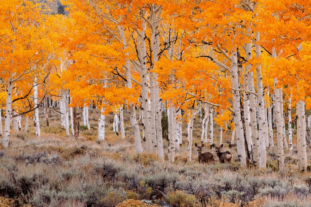 Deer in Orange Forest / Fine Art Photographic Print - Etsy