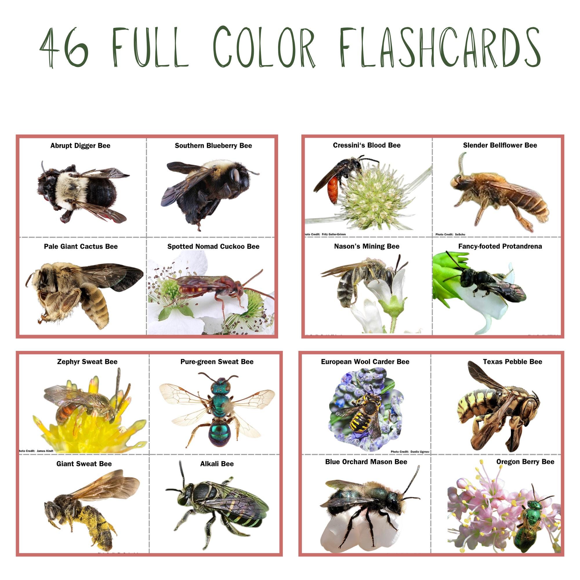 North American Bees Unit Study and Homeschool Notebooking Journal With ...