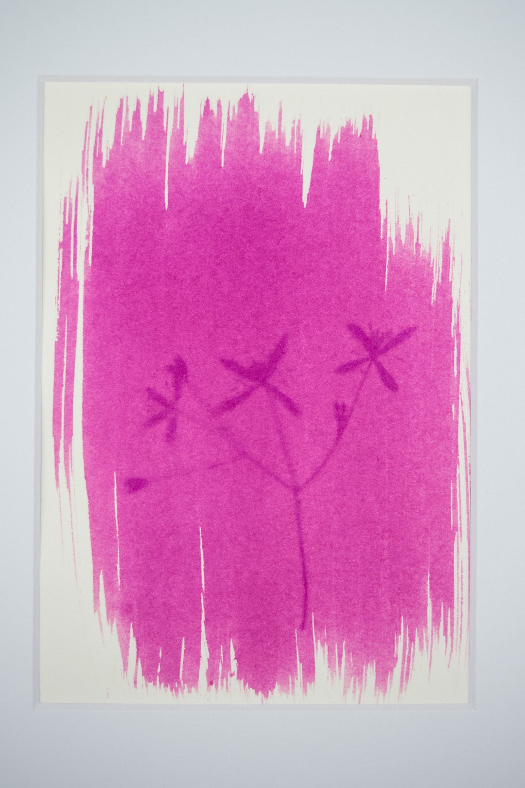 Anthoype Photogram Flower Photo - Etsy