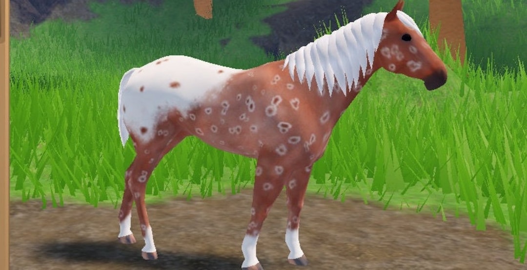 Peacock Appaloosa Wild Horse Islands - Etsy