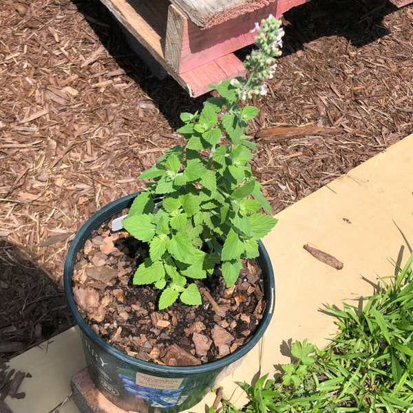 Catnip - Etsy