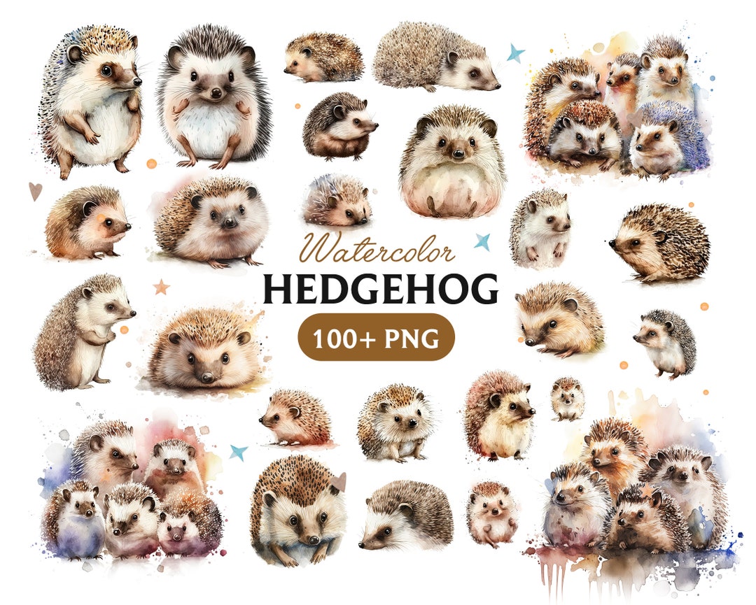 Hedgehog Png, Watercolor Hedgehog, Hedgehog Clipart, Hedgehog PNG ...