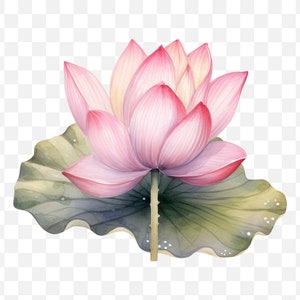 Watercolor Lotus Flower, Water Lily, Digital Clipart PNG - Etsy