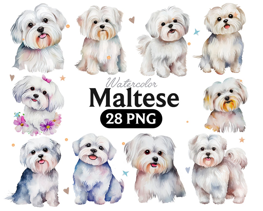 Maltese Dog Clipart, Maltese Dog Watercolor Clipart, Cute Nursery Decor ...
