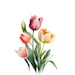 Tulip Watercolor, Tulip Clipart Bundle, Spring Floral Clipart, Easter ...