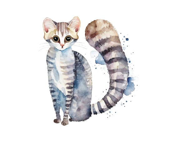 Desenho De Gato Ringtail