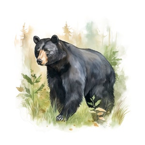 Black Bear Watercolor Clipart, Black Bear Graphics, Black Bear Animal ...