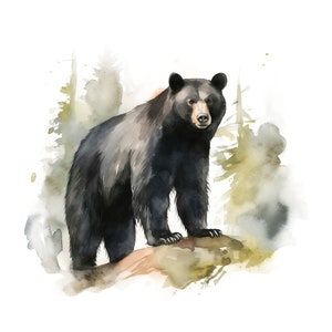Black Bear Watercolor Clipart, Black Bear Graphics, Black Bear Animal ...