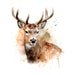 Watercolor Deer Clipart, Nursery Decor, Deer PNG, Watercolor Animals ...