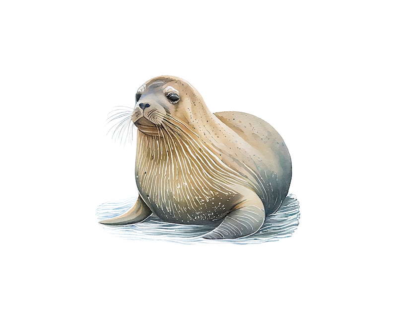 Seal Watercolor Clipart Seal PNG Cute Baby Shower Graphics - Etsy