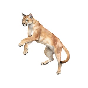 Puma Watercolor PNG Clipart, Puma Portrait PNG Watercolour - Etsy