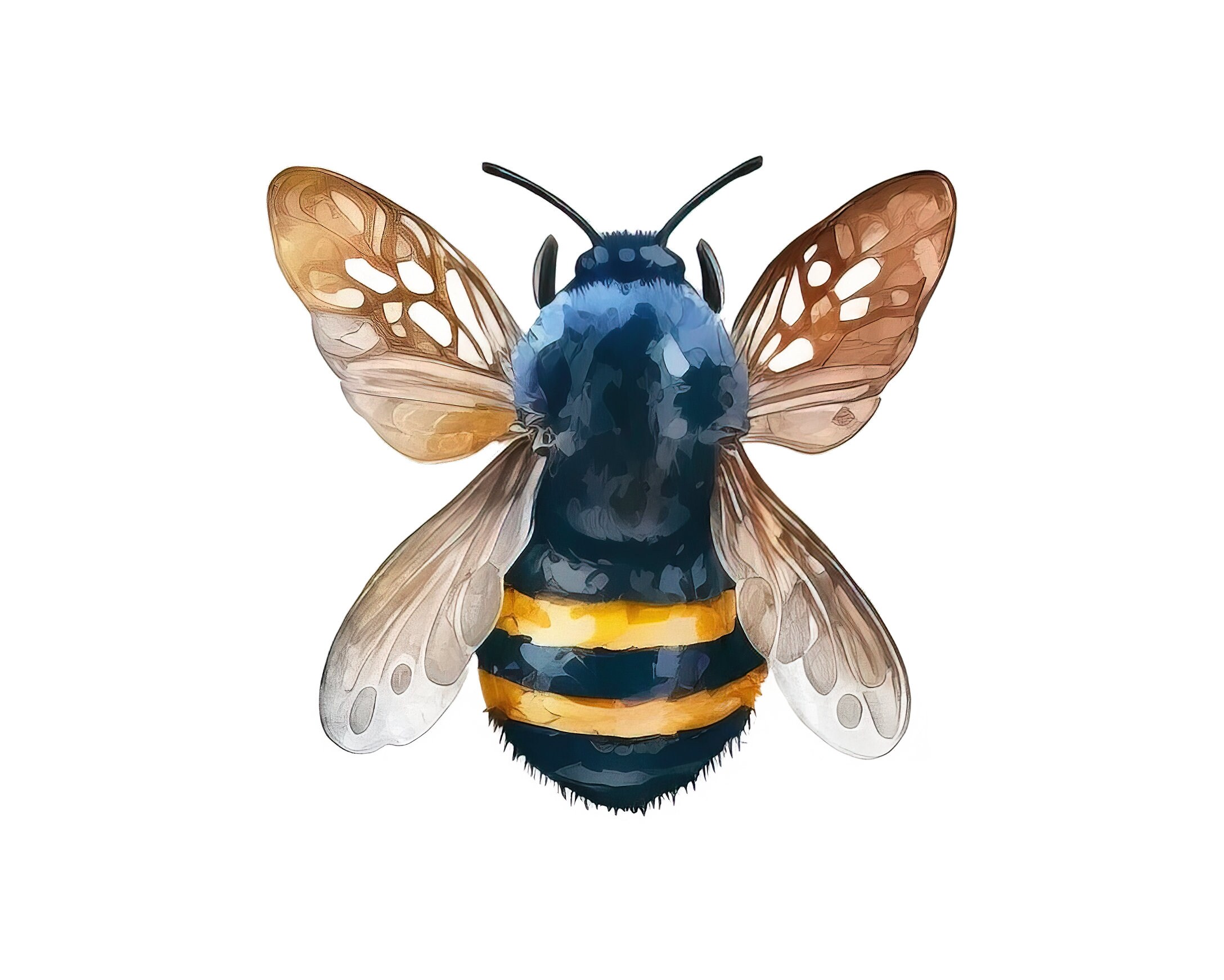 Watercolor Bee Bee Clipart Bee PNG Bee Art Bee Digital - Etsy Canada