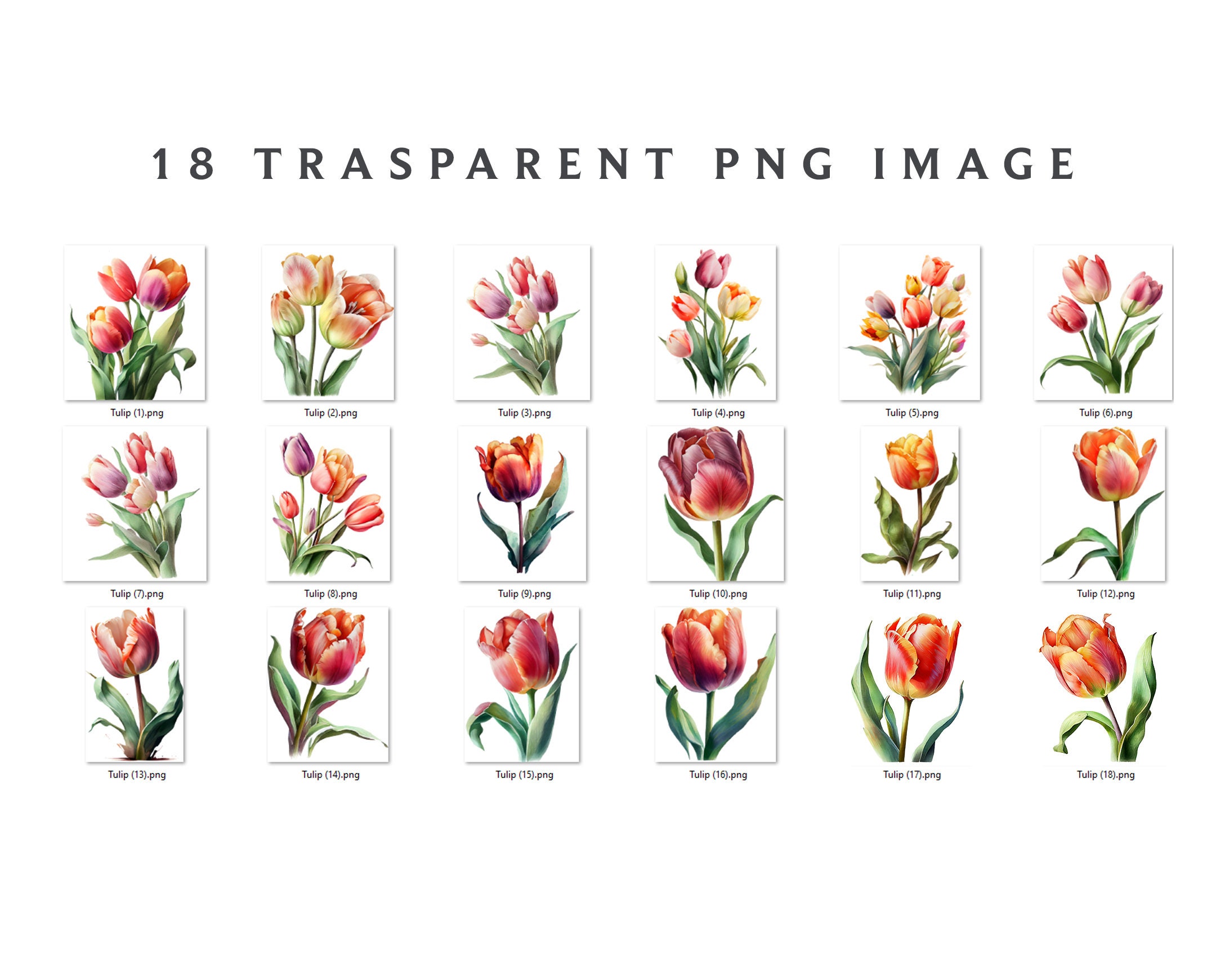 Watercolor Tulip Clipart Bundle: Spring Floral Designs (18 PNG ...