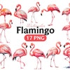 Cute Tropical Bird Clipart Set With Watercolor Illustration - Etsy UK