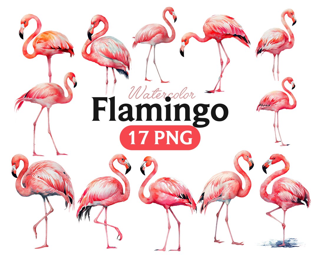 Watercolor Flamingo Clipart: Tropical Nursery Decor (17 PNG) (digital ...