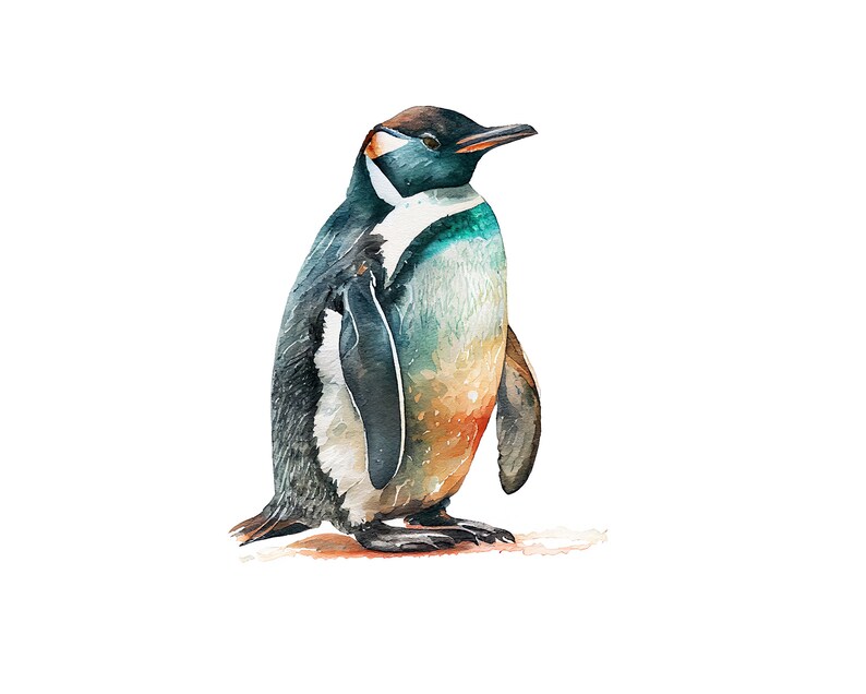Penguin Watercolor Clipart Penguin PNG Shower Graphics Bird - Etsy