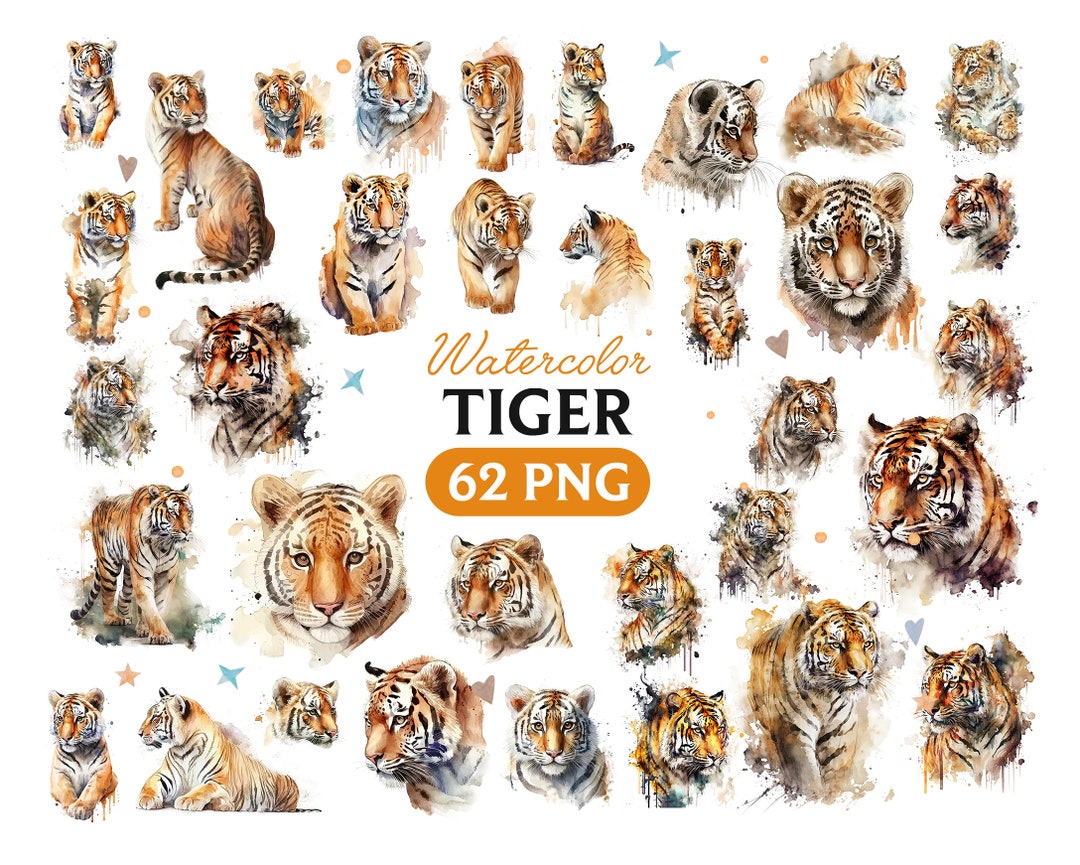 Watercolor Tiger Clipart: 62 Animal PNG Images (digital Download) - Etsy