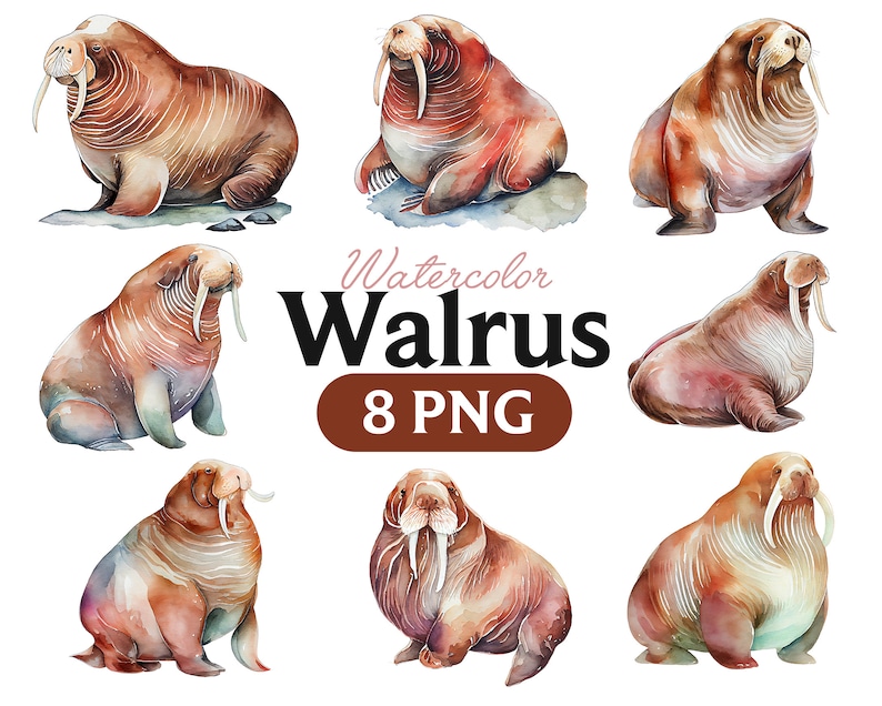 Walrus Watercolor Walrus PNG Walrus Clipart. - Etsy