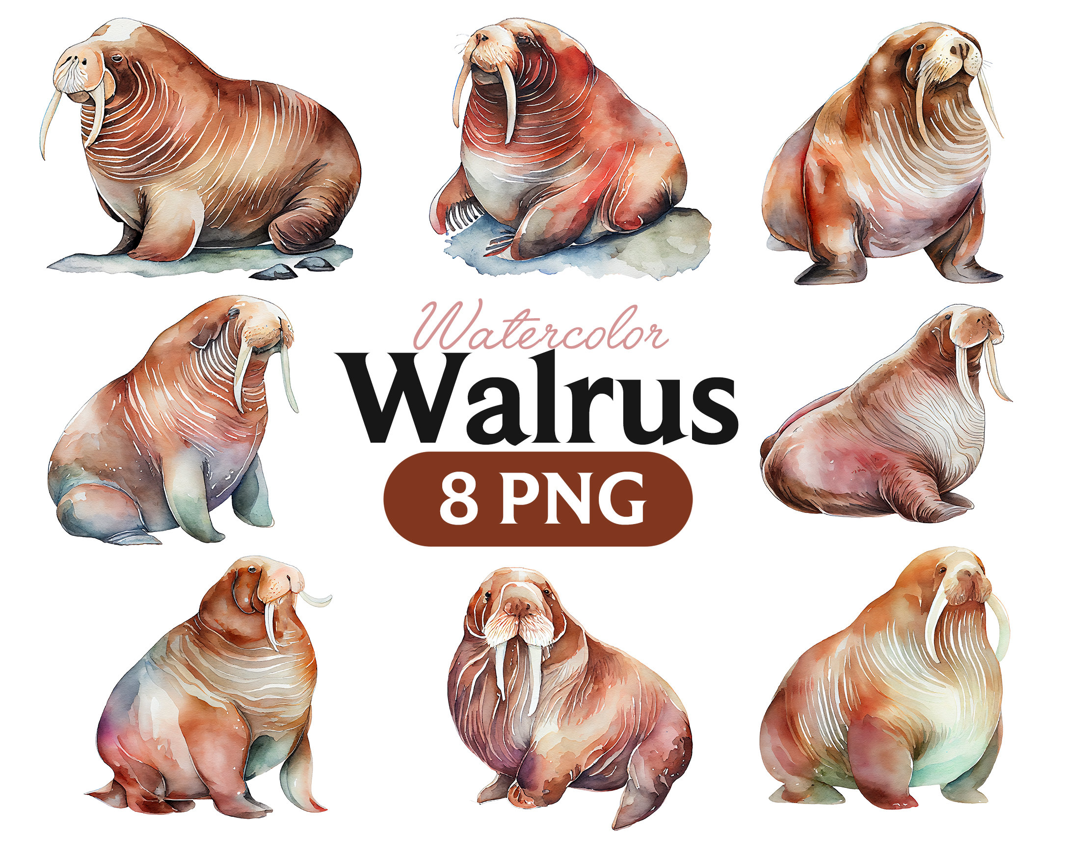 Walrus Clipart