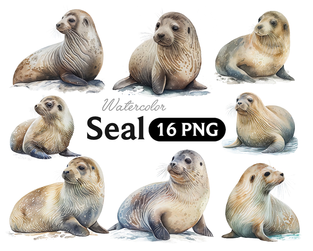 Seal Watercolor Clipart, Seal PNG, Cute Baby Shower Graphics, Nursery ...