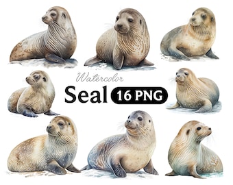 Seal Clipart, Baby Seal Vector, Cute Seal Animal, Kawaii Illustration ...
