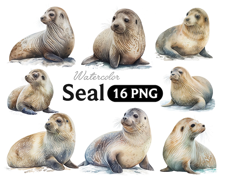 Seal Watercolor Clipart Seal PNG Cute Baby Shower Graphics - Etsy