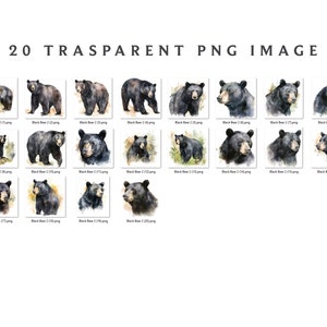 Black Bear Watercolor Clipart, Black Bear Graphics, Black Bear Animal ...